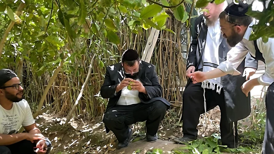 Kosher and Certifed Moroccan etrog wholesale