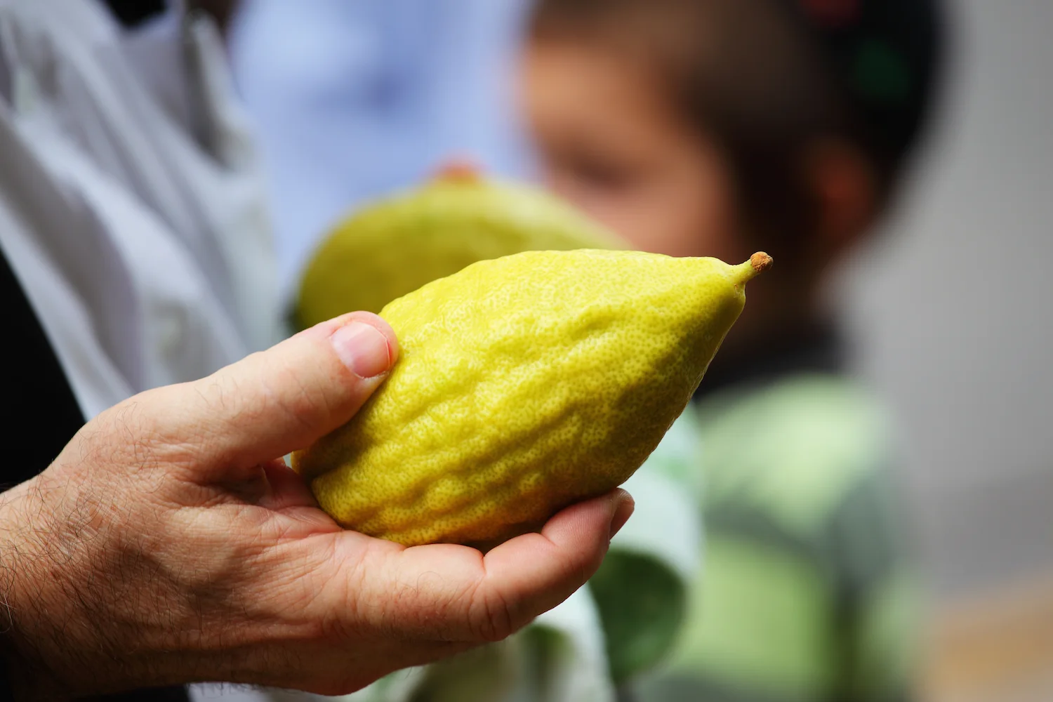 MOROCCAN ETROG